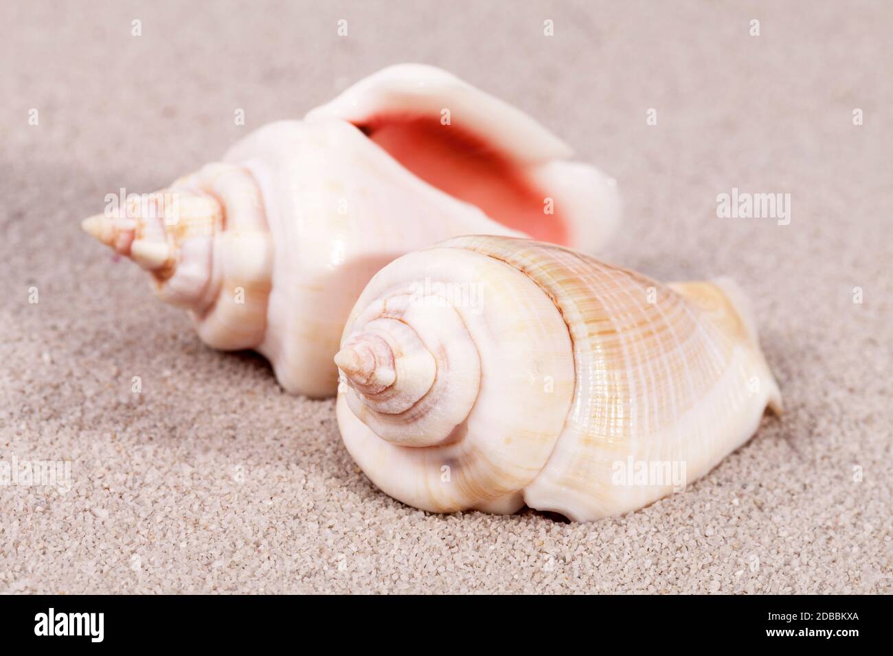 two sea shells lying on the sand, close up Stock Photo - Alamy