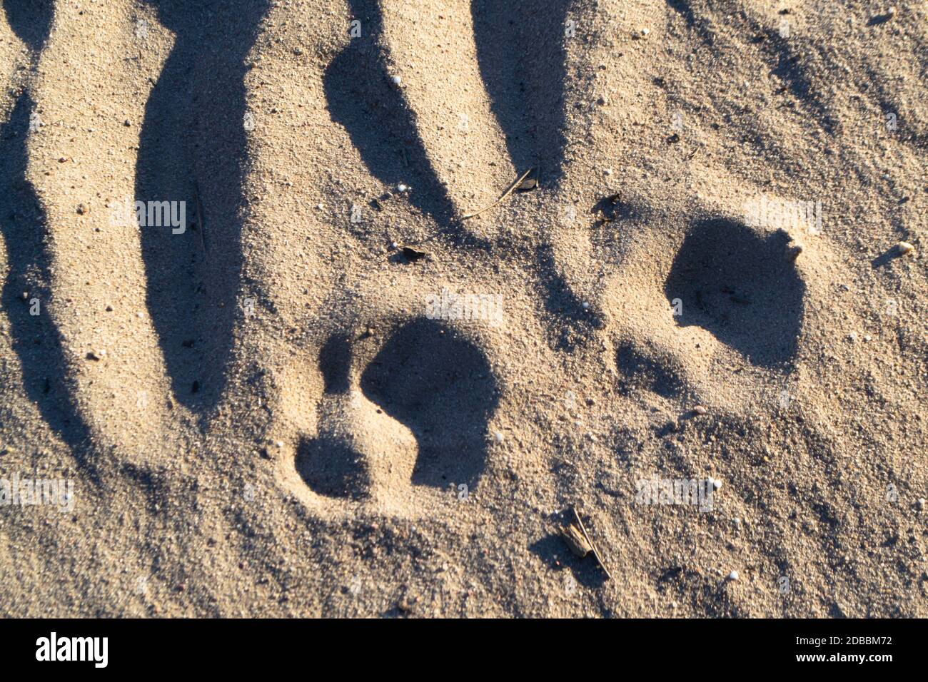 Wolf Footprint High Resolution Stock Photography and Images - Alamy