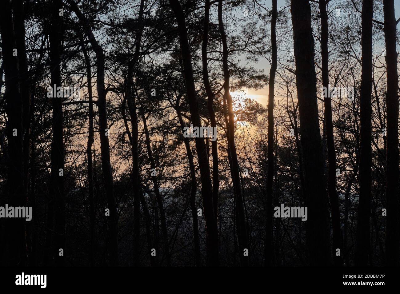 Tree branches silhouettes twilight sky Stock Photo - Alamy
