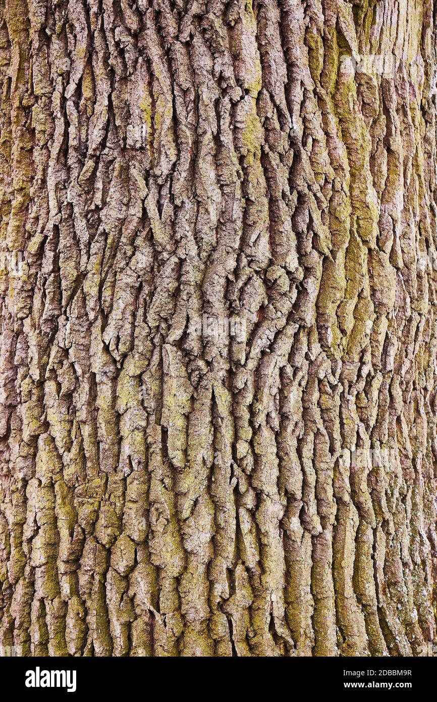 Thick tree trunk close up, rugged texture Stock Photo - Alamy