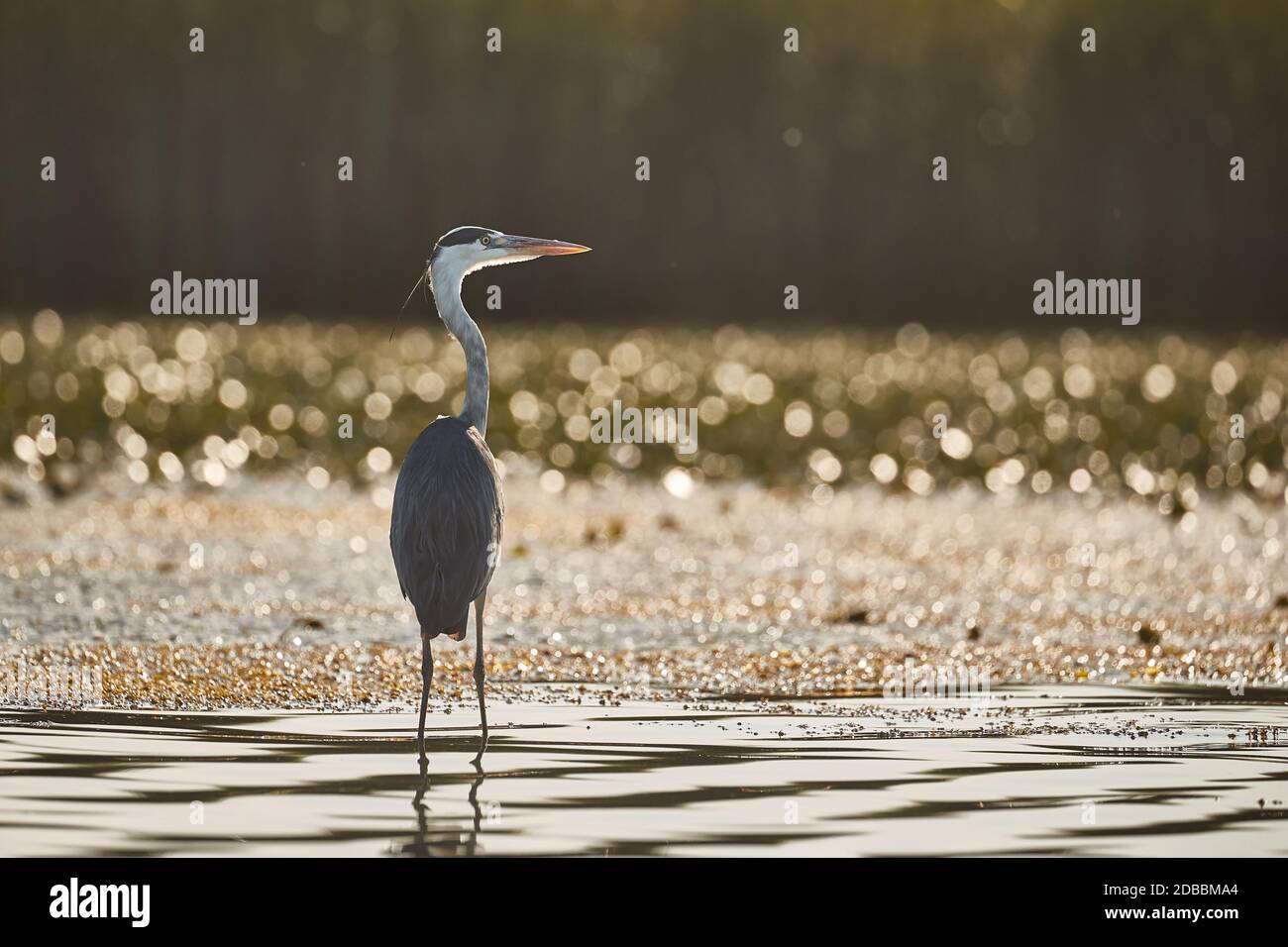 Gray heron bird standing in shallow waters of a Lake Tisza Stock Photo ...
