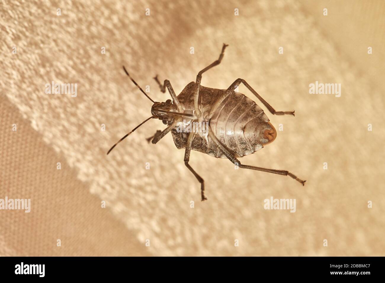 Insect under a glass hi-res stock photography and images - Alamy