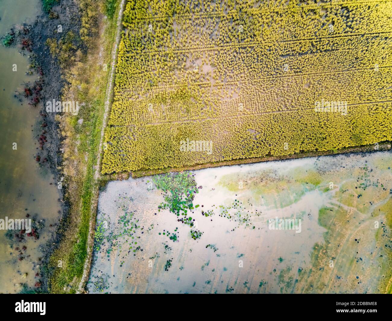 Aerial photography of ripe golden rice fields and country roads Stock ...