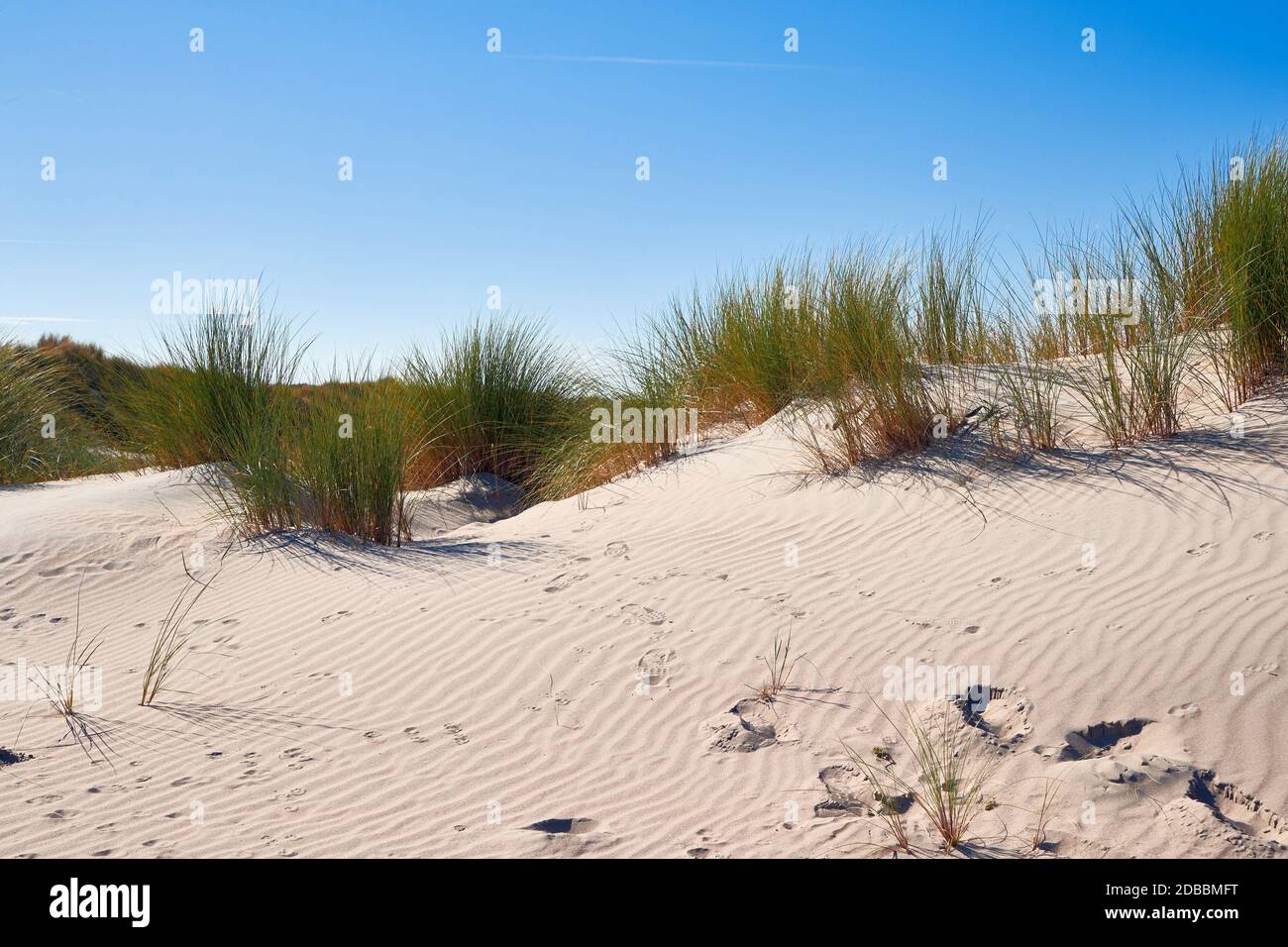 Coastal sand dunes in the Netherlands Stock Photo - Alamy