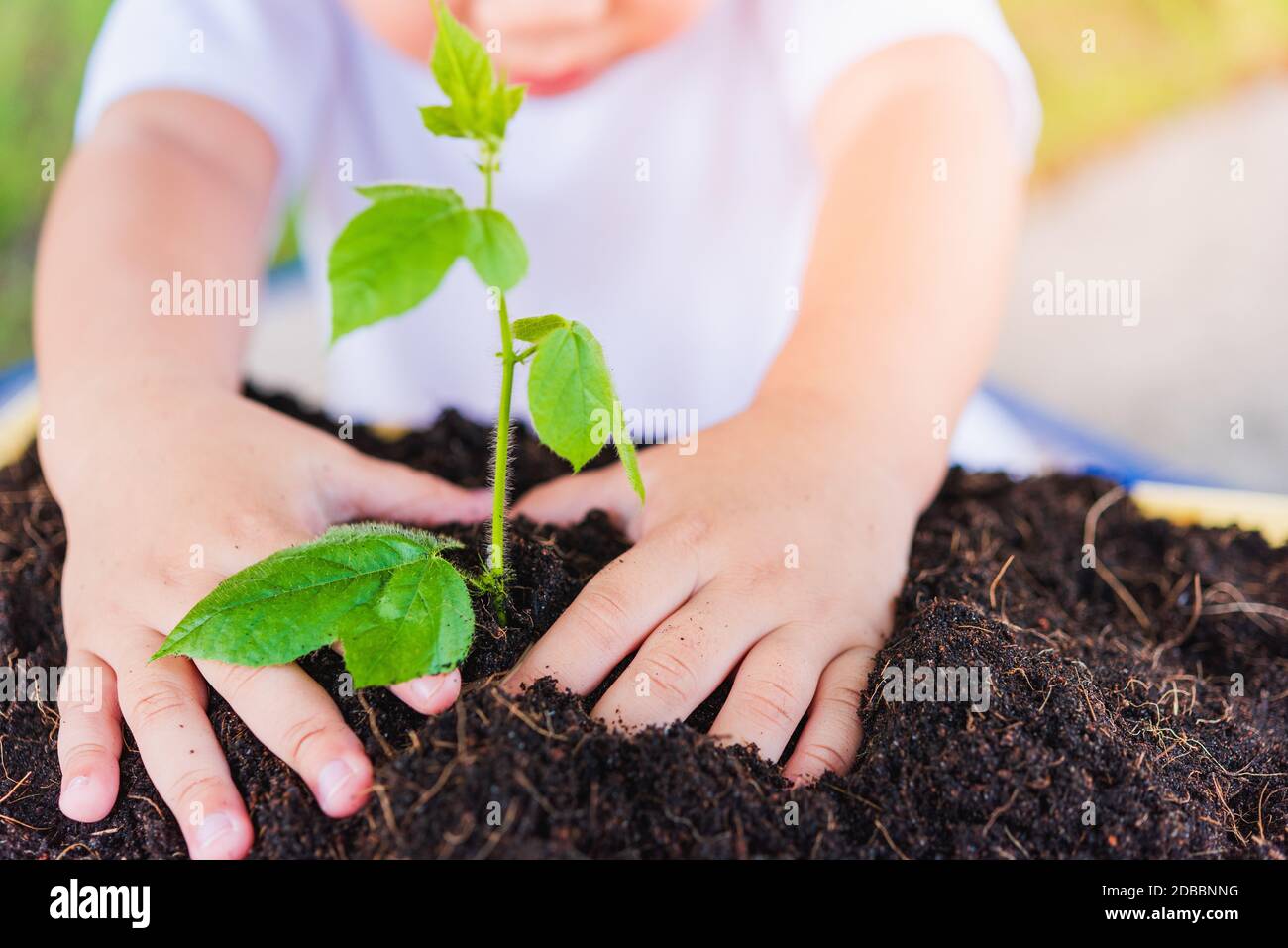 World Environment Day Environment Concept, Hand of Asian cute little ...
