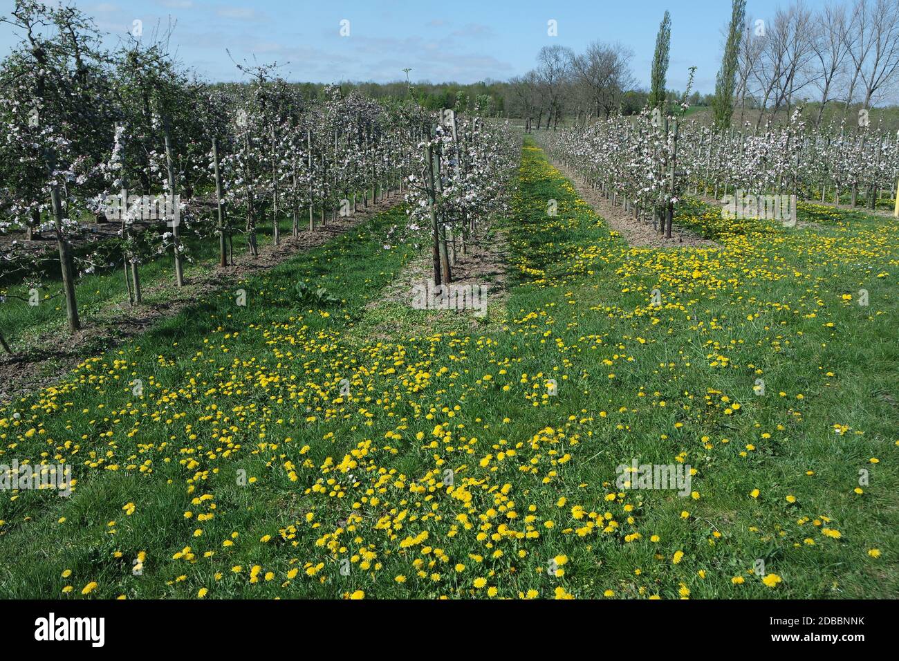 Spring plantation hi-res stock photography and images - Alamy