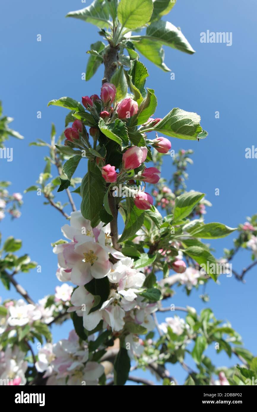 Apple blossom tree hi-res stock photography and images - Alamy