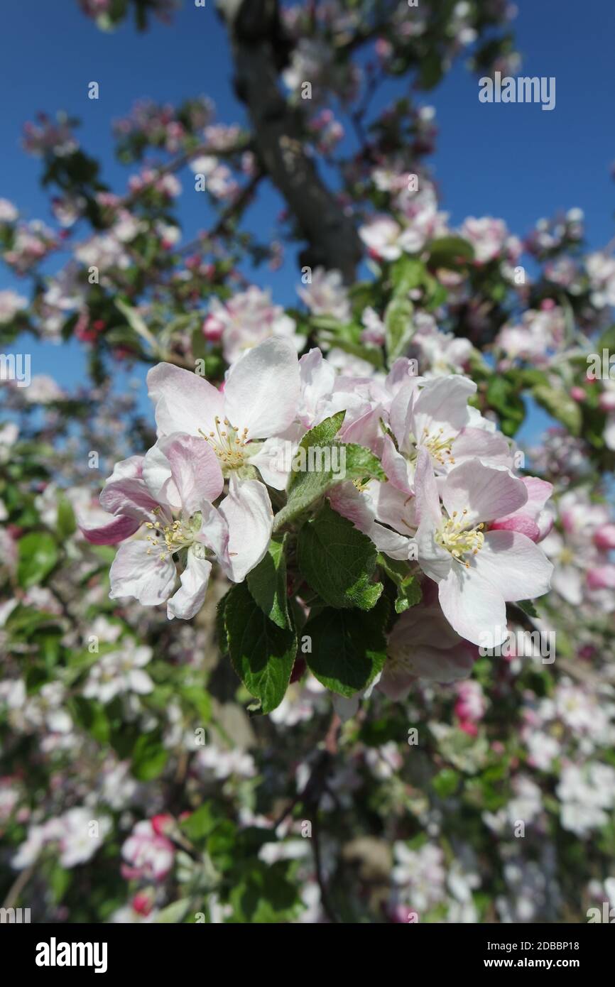 Blossom tree branch hi-res stock photography and images - Alamy