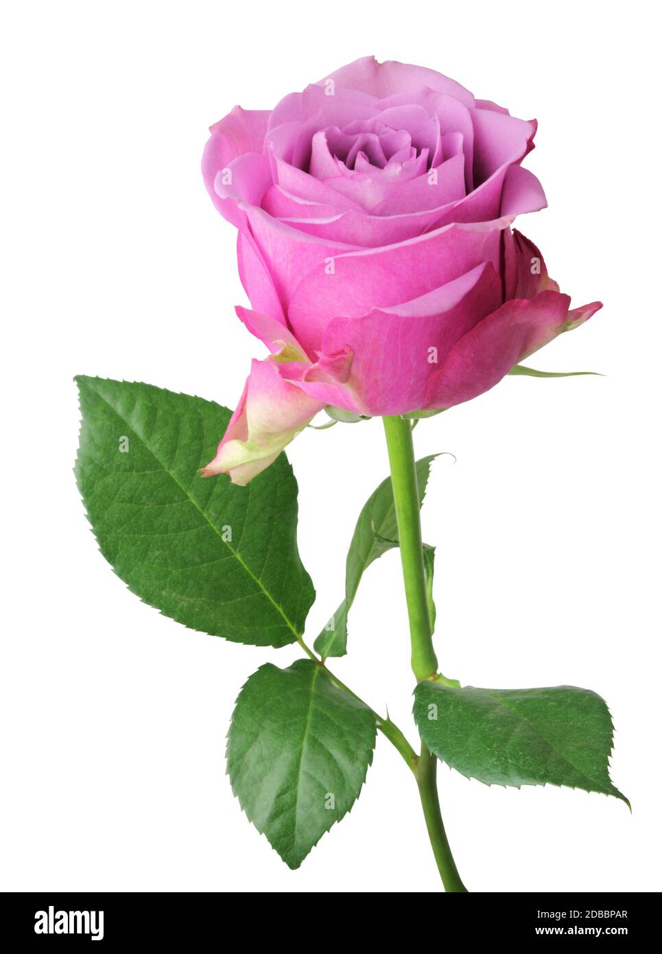 Beautiful Rose (Rosaceae) in side view, isolated on white background ...