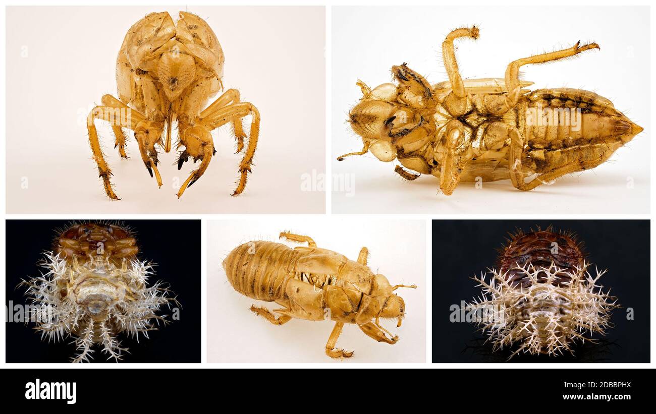 Skeleton Transparent Skin High Resolution Stock Photography and Images ...