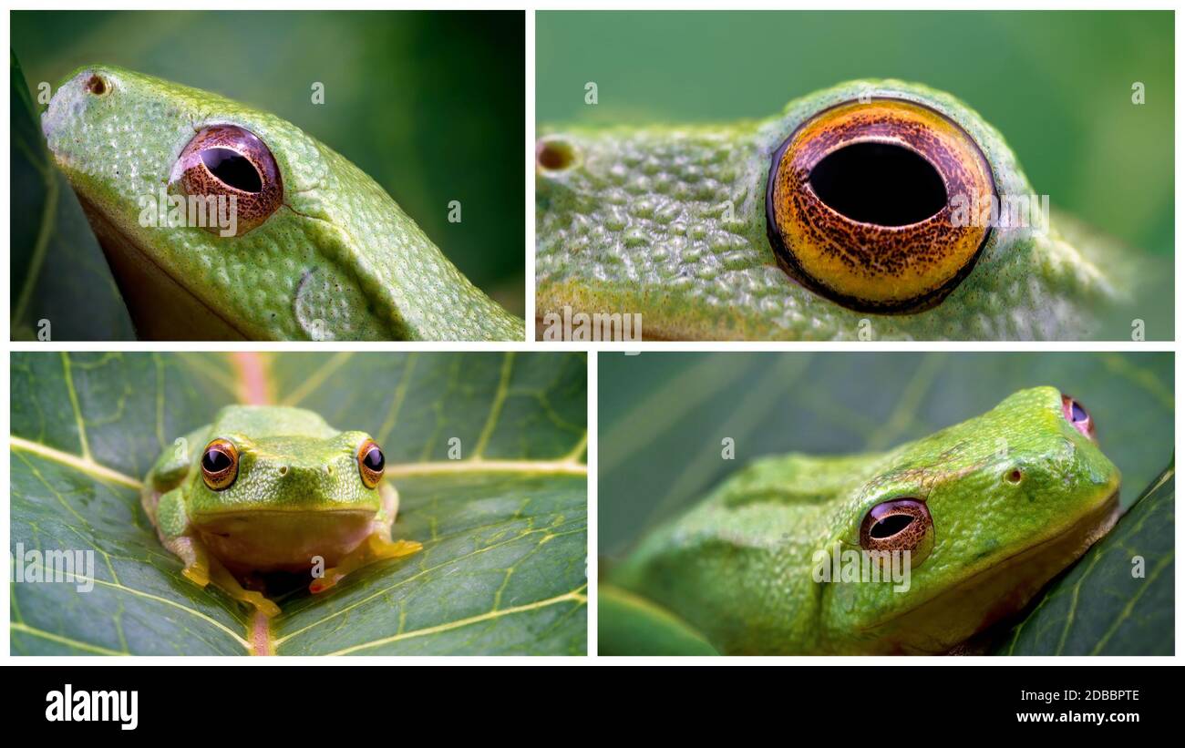 Collage of close up images of the eyes of a green tree frog Stock Photo ...
