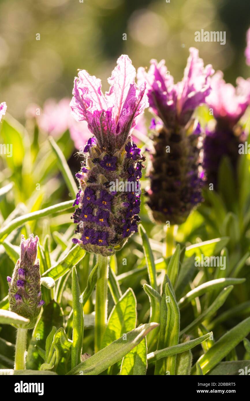 Lavender bundle isolated hi-res stock photography and images - Alamy