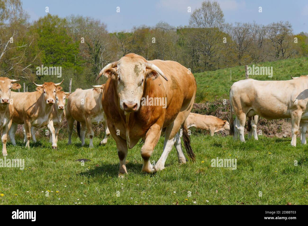 Limousine domestic cattle hi-res stock photography and images - Alamy