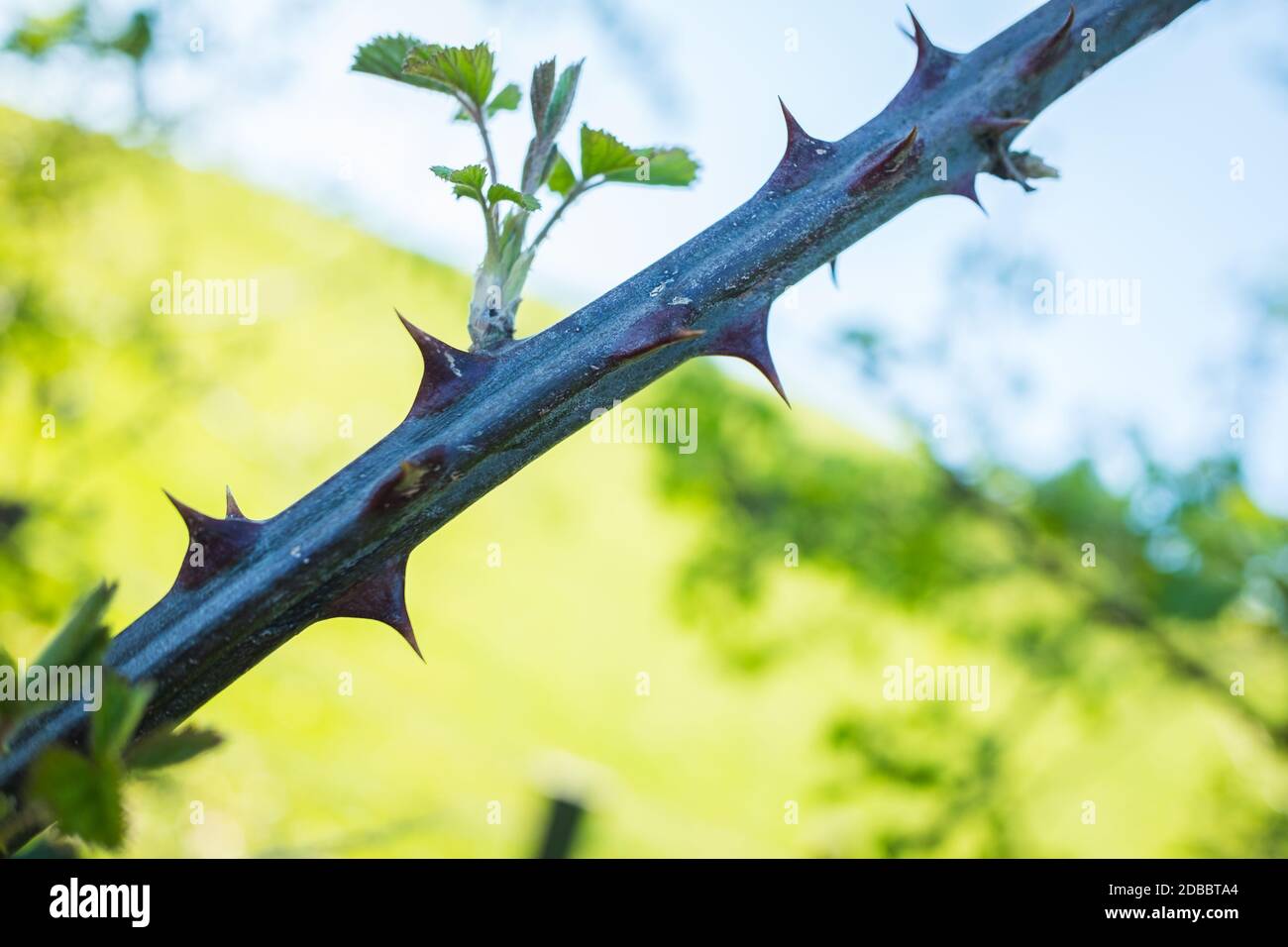 Bramble spines hi-res stock photography and images - Alamy