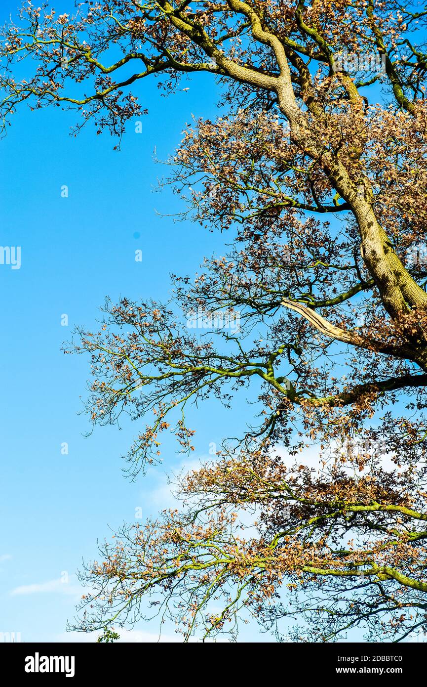 photo of a oak tree top shot from below with blue sky UK Stock Photo ...