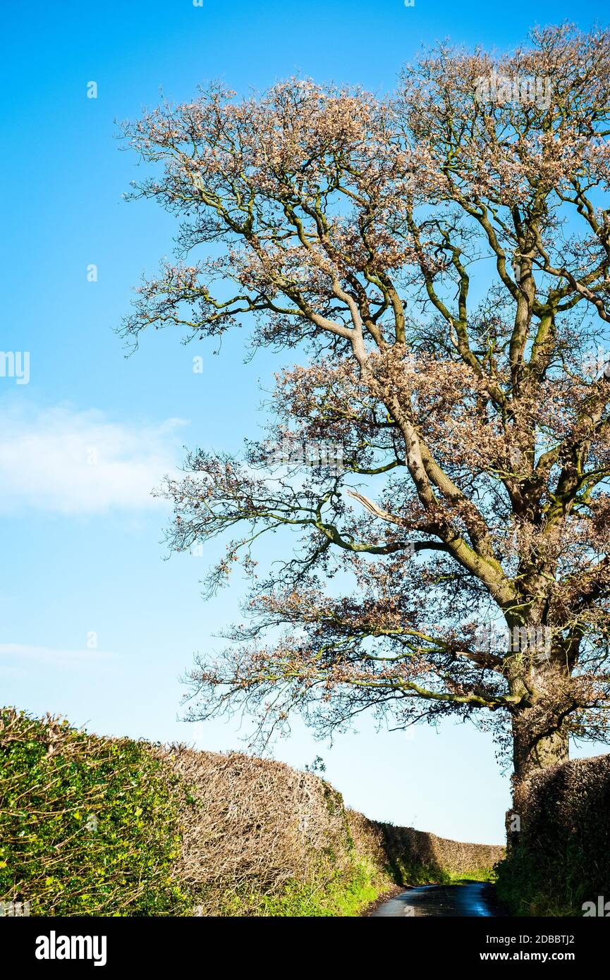 Tall oak top hi-res stock photography and images - Alamy