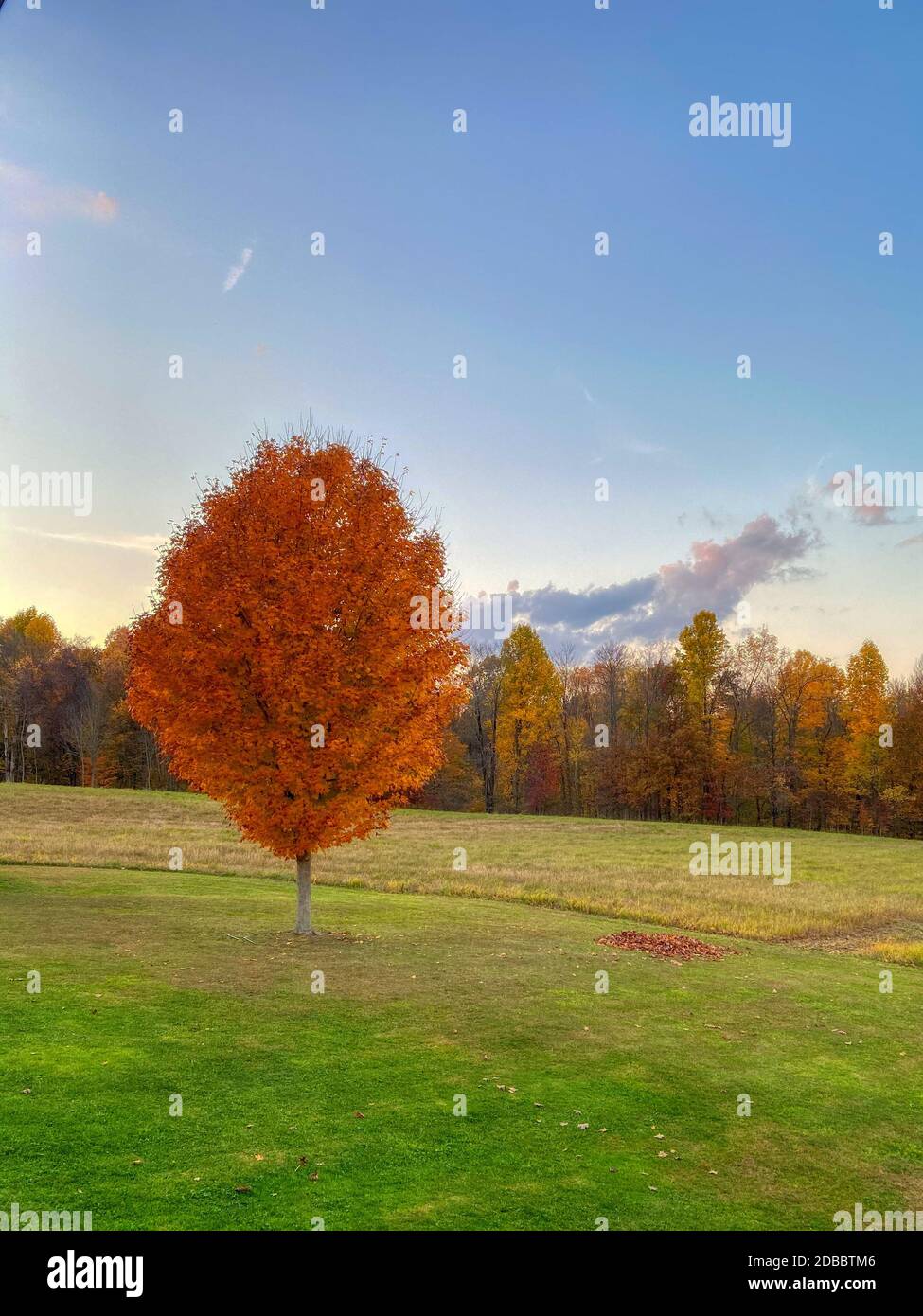 A vertical shot of an orange autumn tree in greenfield during a sunny ...
