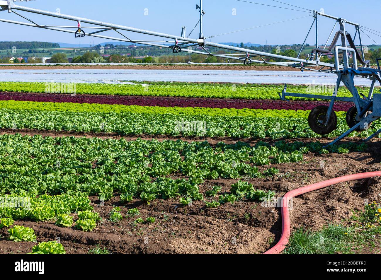 salad field with artificial watering machine on a sunny day Stock Photo ...