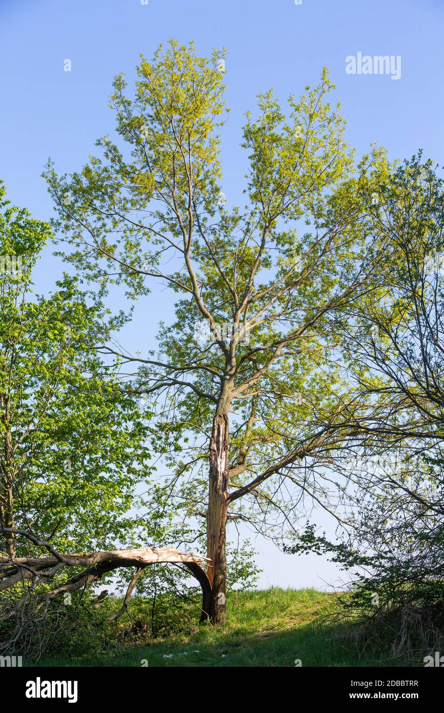 young oak tree with damage at its stem while a drought Stock Photo - Alamy