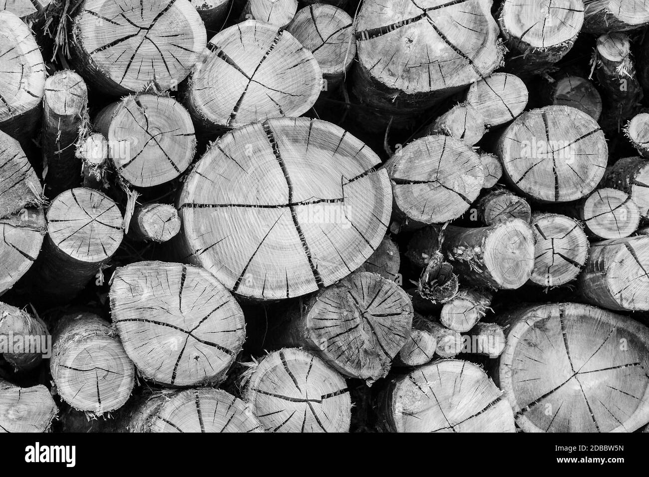 Piled firewood Black and White Stock Photos & Images - Alamy