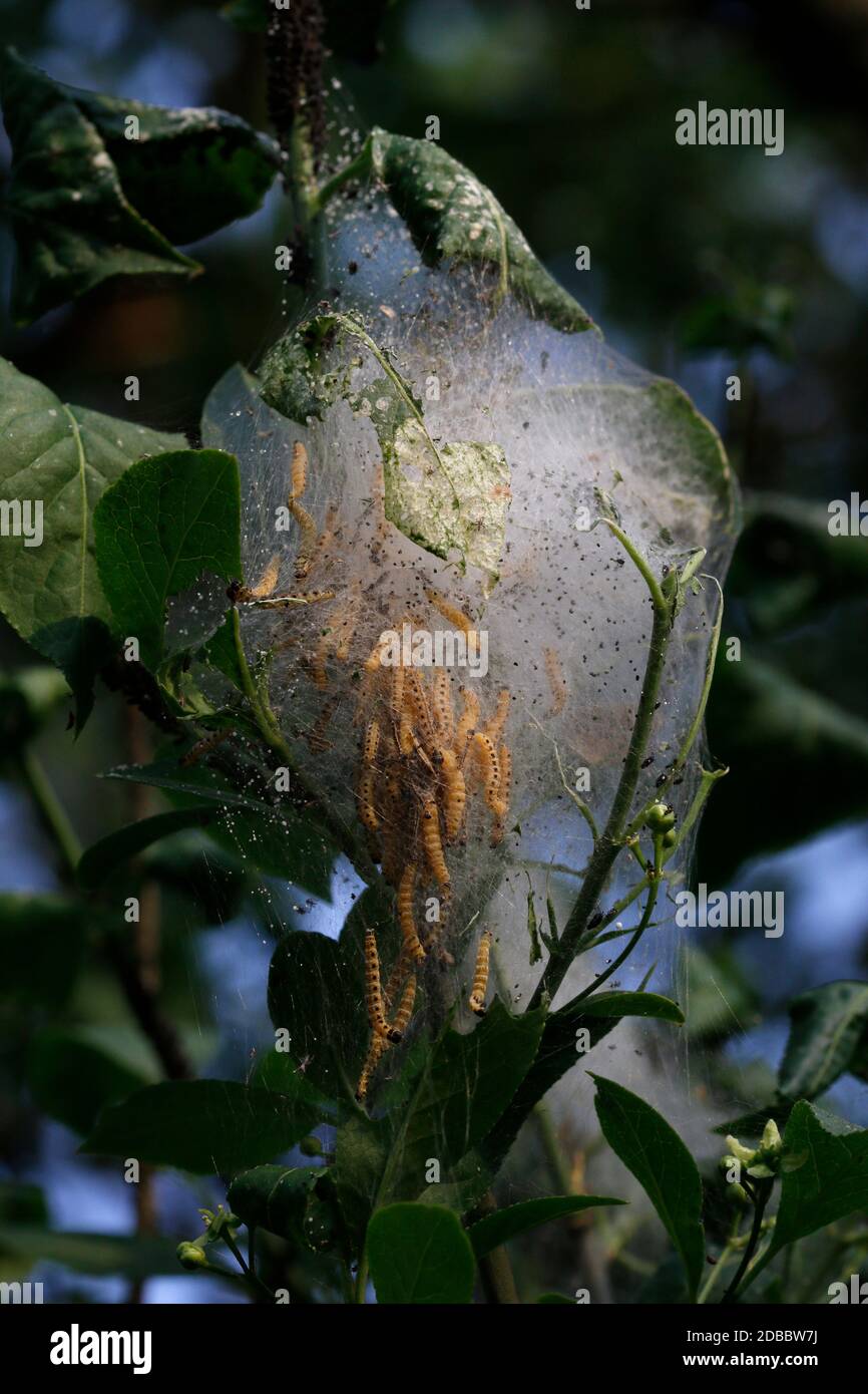 Moth macro hi-res stock photography and images - Alamy