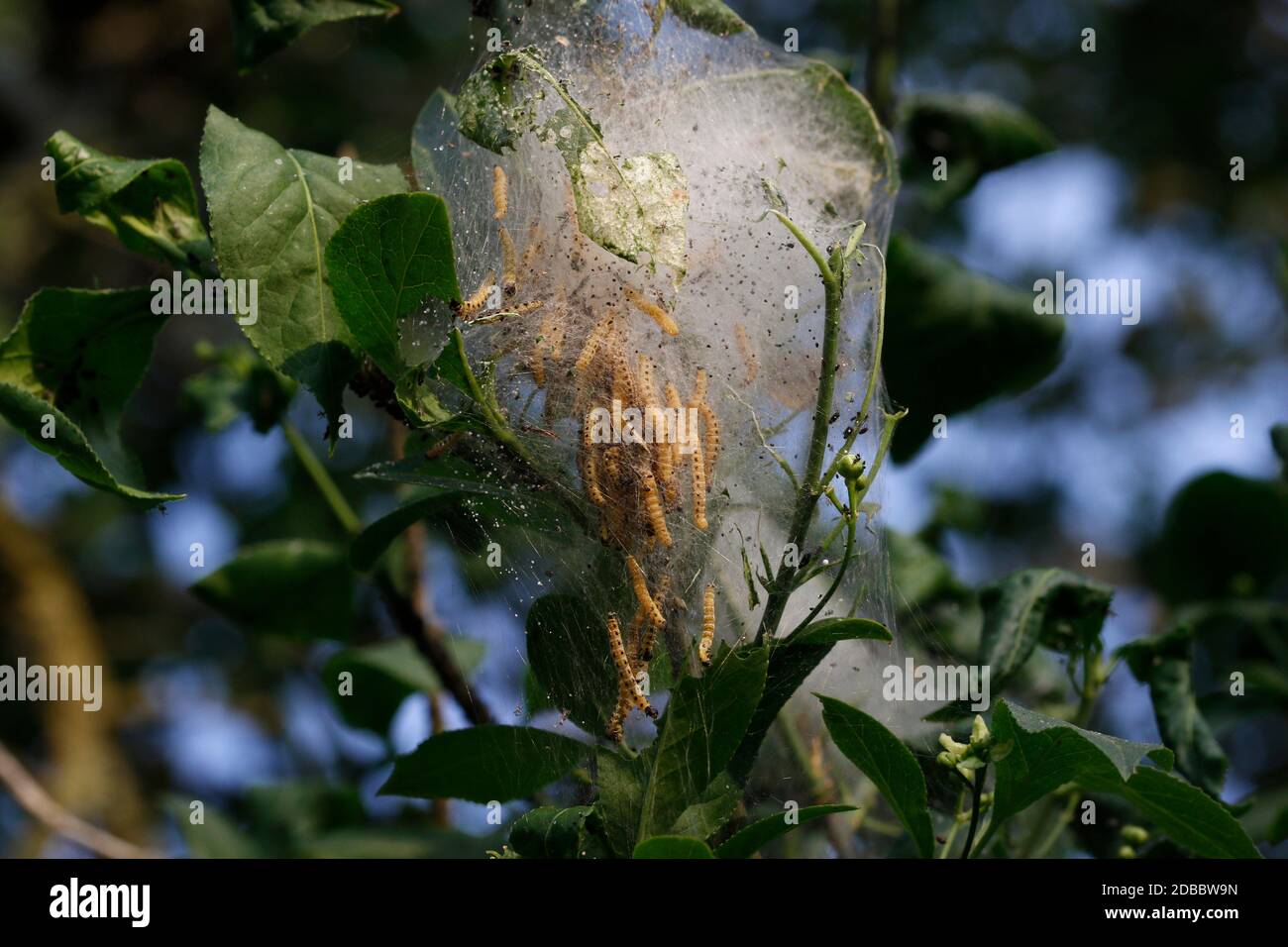 Spider moth hi-res stock photography and images - Alamy