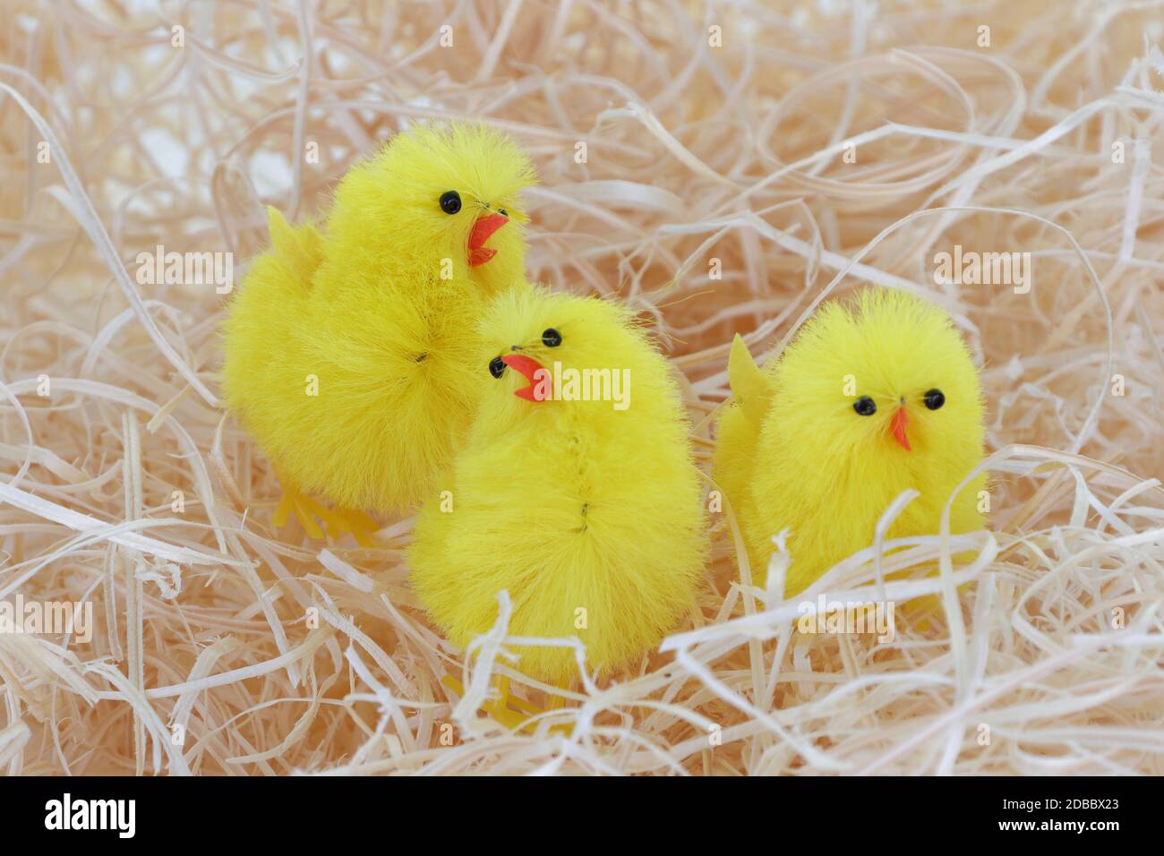 Three Easter chicks in a straw bed Stock Photo - Alamy