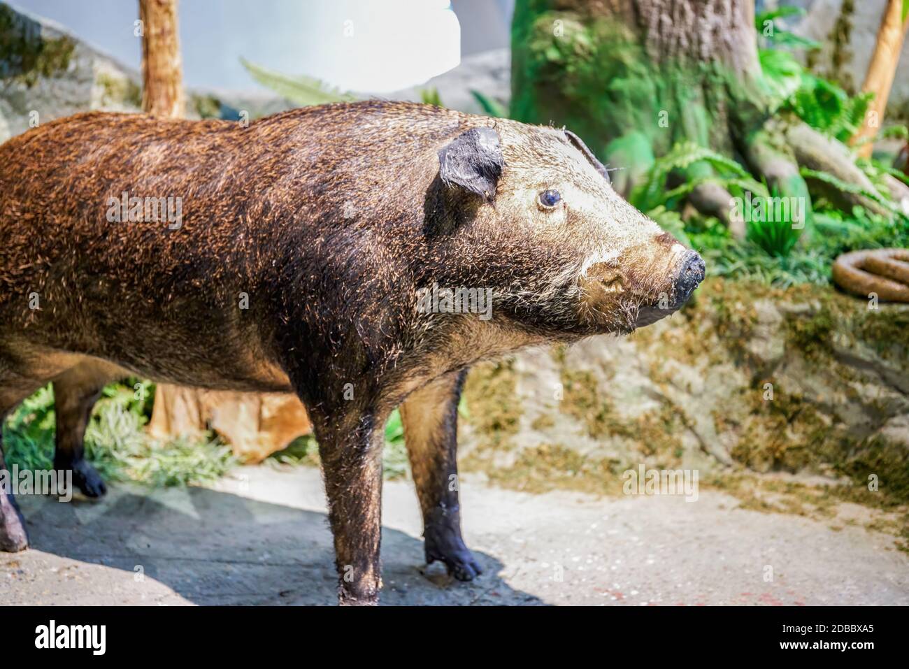 Prehistoric boar specimen model in the museum Stock Photo - Alamy