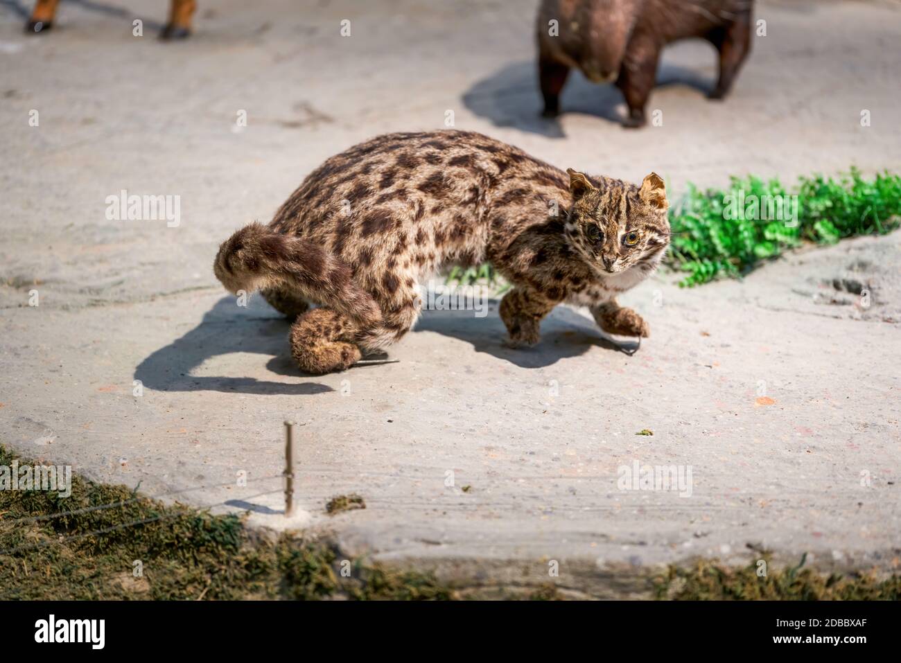 A specimen model of a prehistoric leopard spotted cat in the museum ...