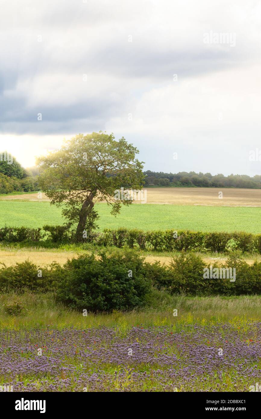 Summer landscape with meadow and hedges hi-res stock photography and ...