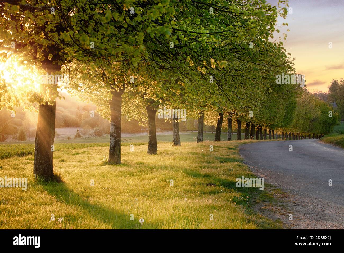 Beautiful line of trees alone a rural road at sunset. Natural landscape ...