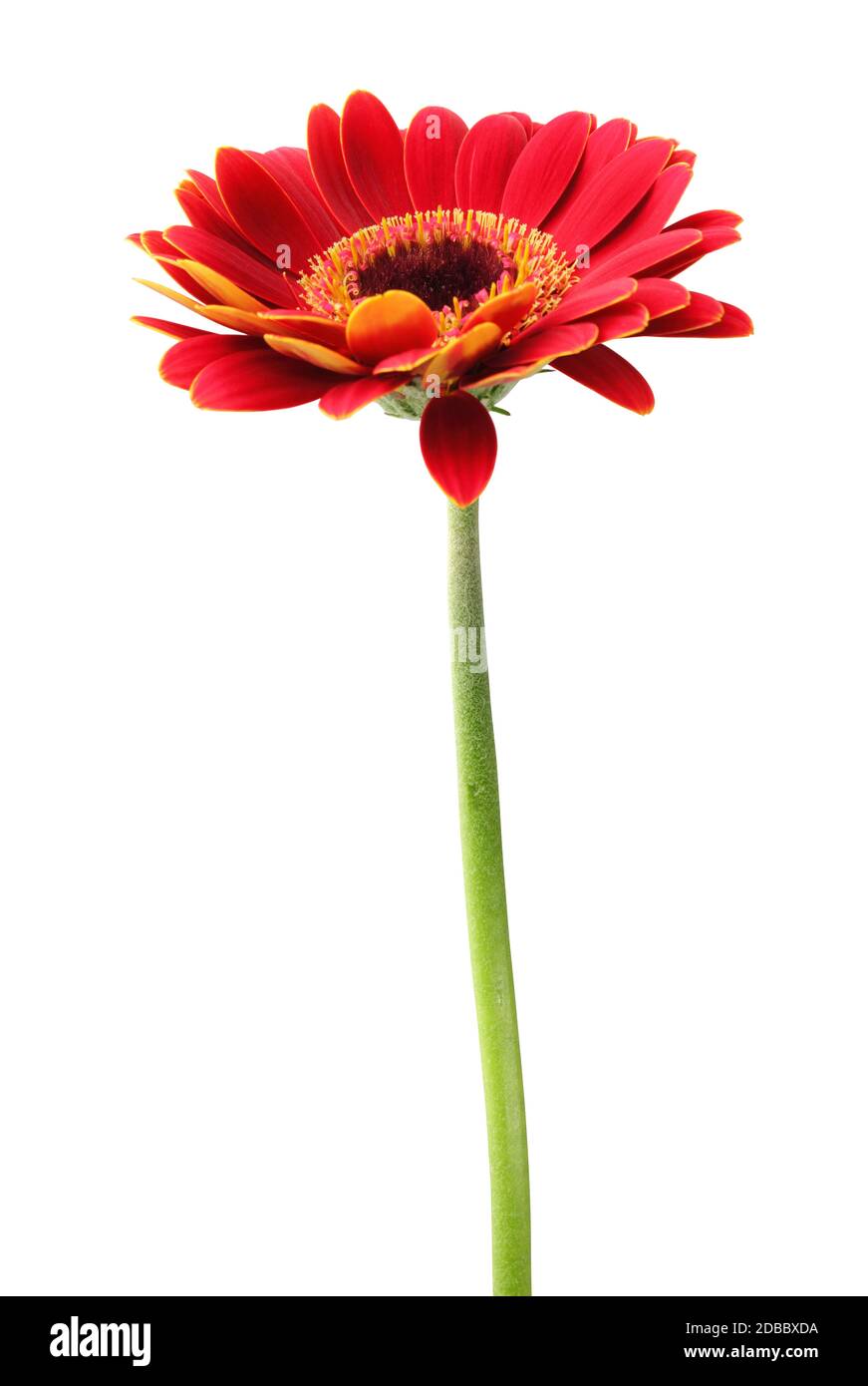 Beautiful red Gerbera (Daisy) in side view isolated on white background ...