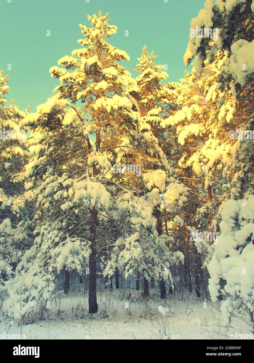 beautiful winter landscape with pines snow covered Stock Photo - Alamy