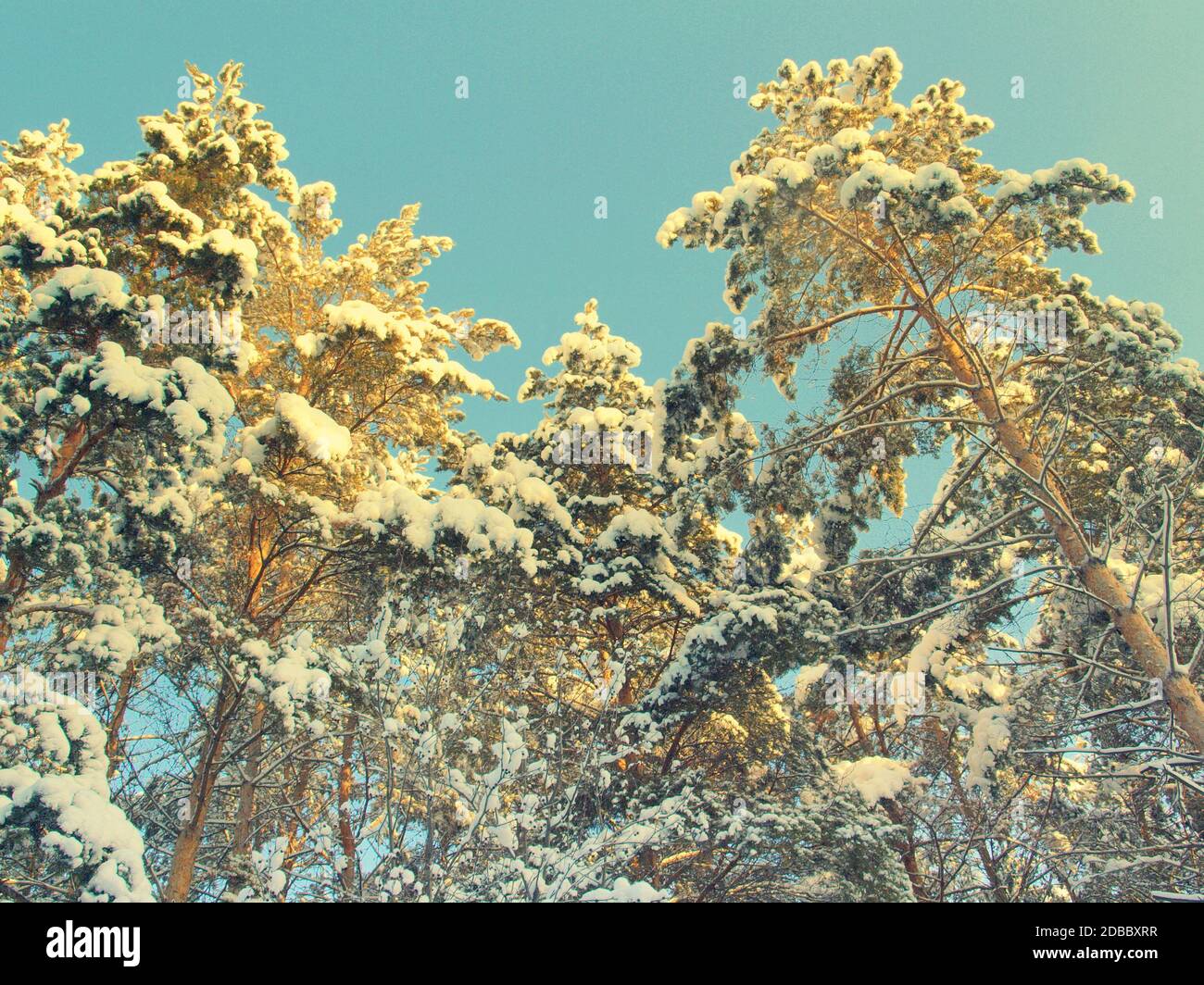 beautiful winter landscape with pines snow covered Stock Photo - Alamy