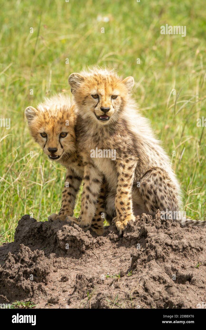 Two cheetah cubs sitting on termite mound Stock Photo - Alamy