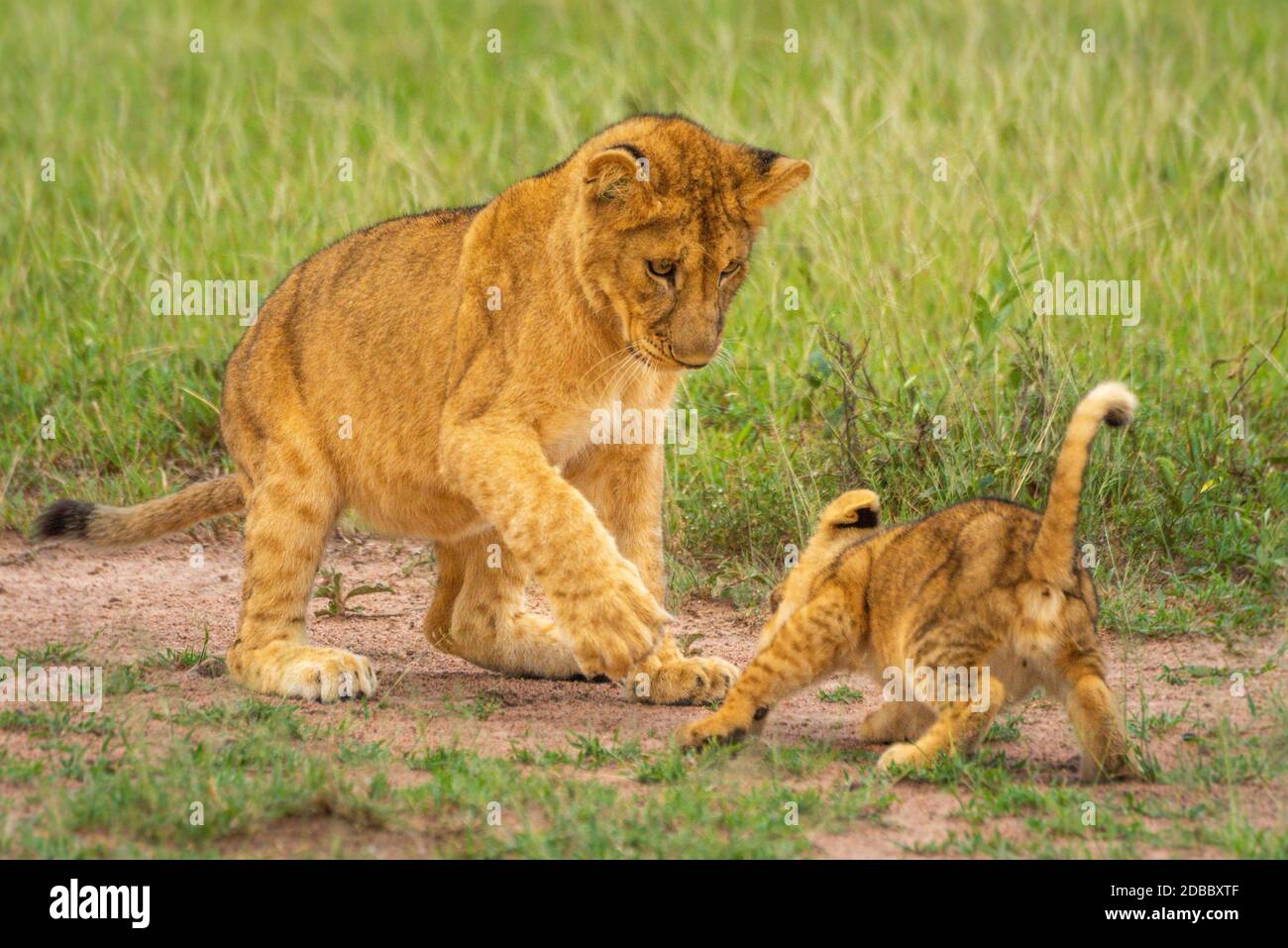 Lion cubs play hi-res stock photography and images - Alamy