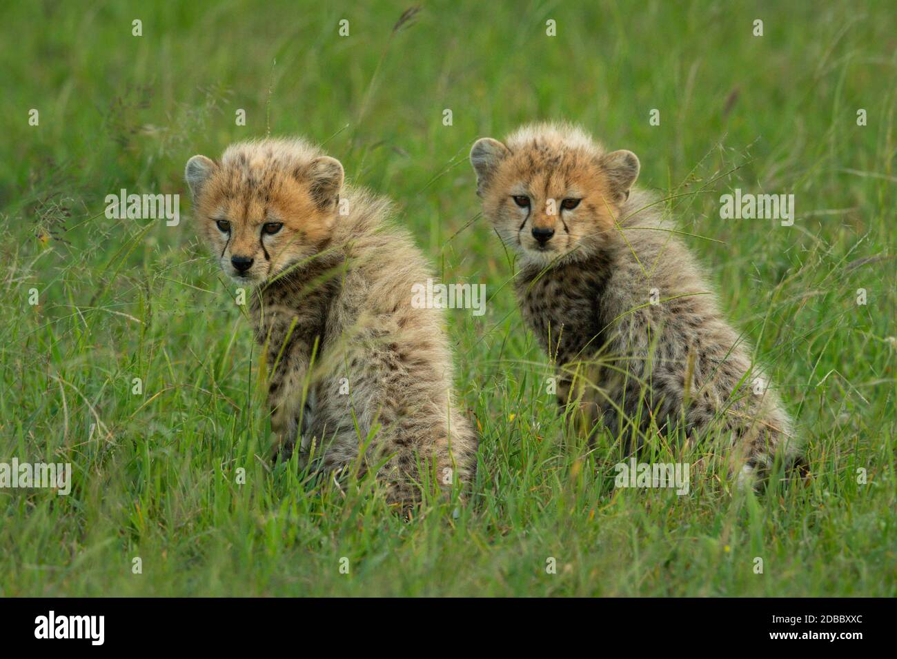 Two cheetah cubs sit together in grass Stock Photo - Alamy