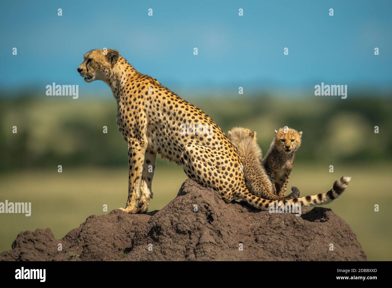 Two cubs sitting behind cheetah on mound Stock Photo - Alamy