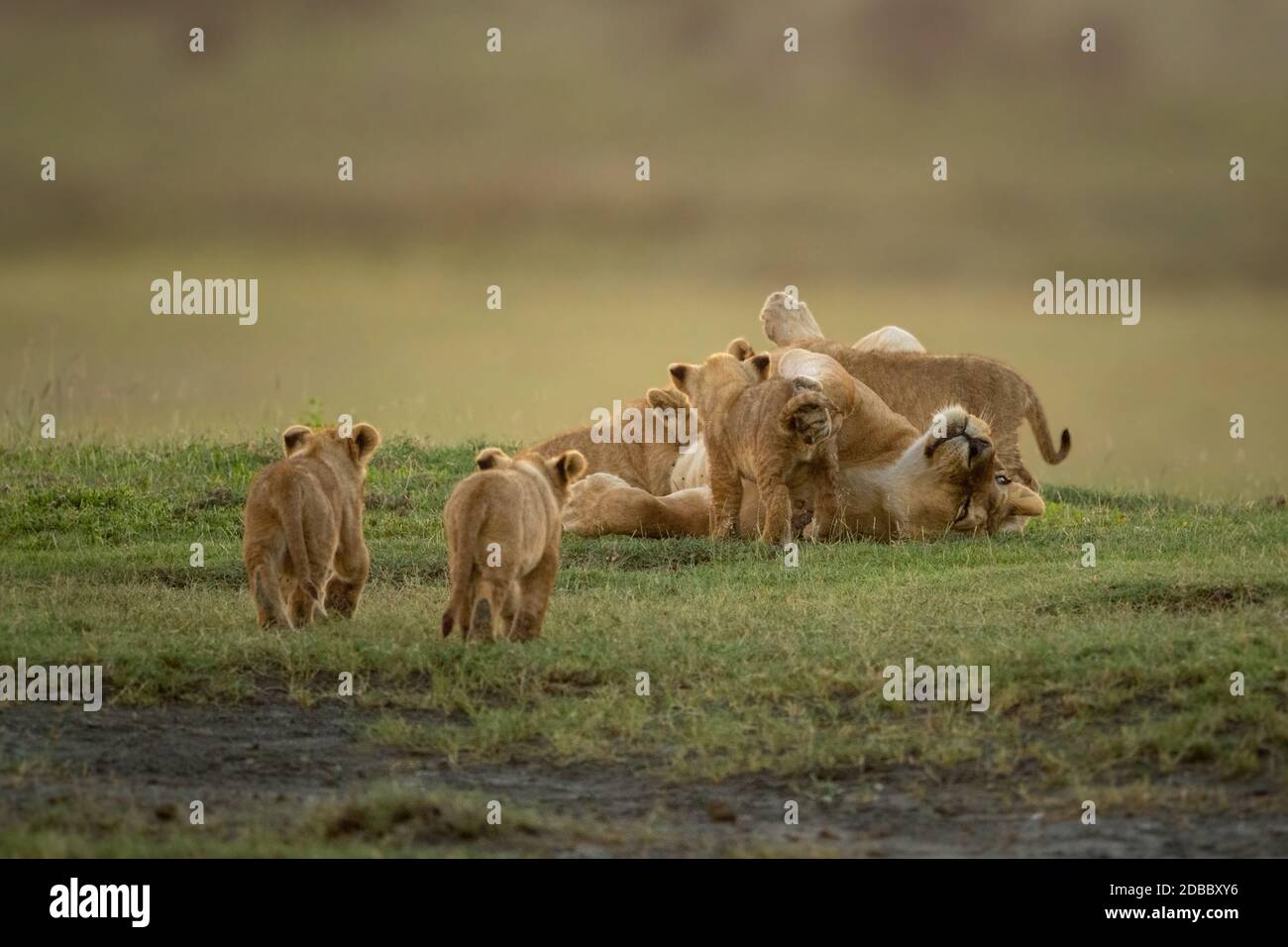 Lion cubs nursing hi-res stock photography and images - Alamy