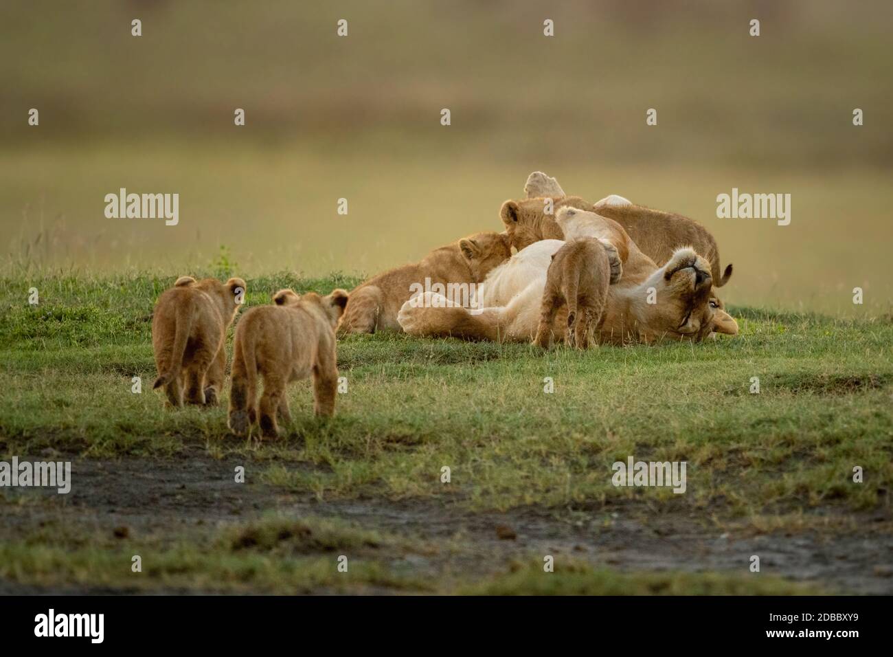 Lion cubs nursing hi-res stock photography and images - Alamy