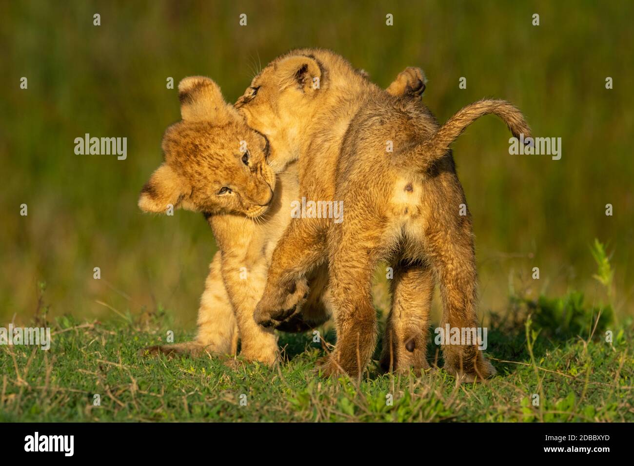 Two lion cubs playfully bite each other Stock Photo - Alamy