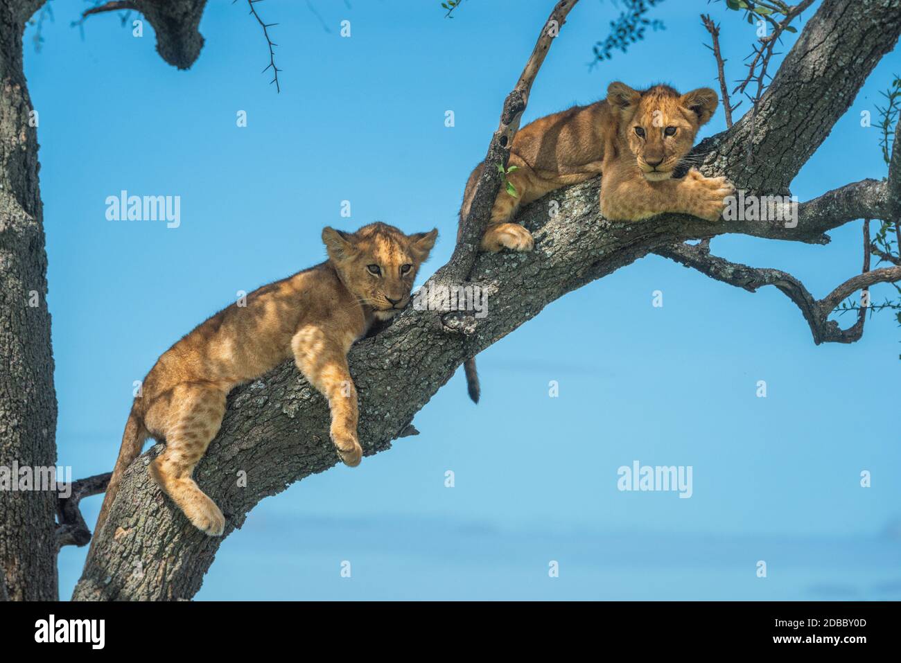 Two lion cubs lie on tree branch Stock Photo - Alamy