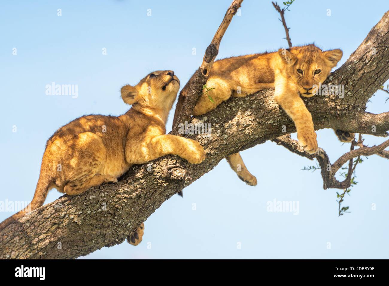 Two lion cubs on tree in sunshine Stock Photo - Alamy