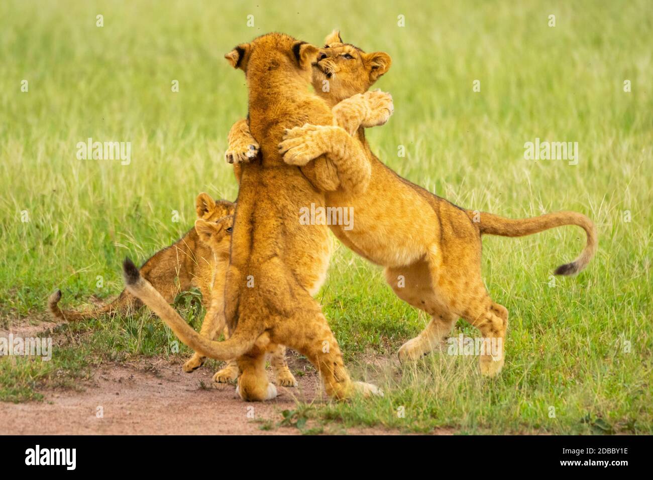 Two lion cubs play fighting near others Stock Photo - Alamy
