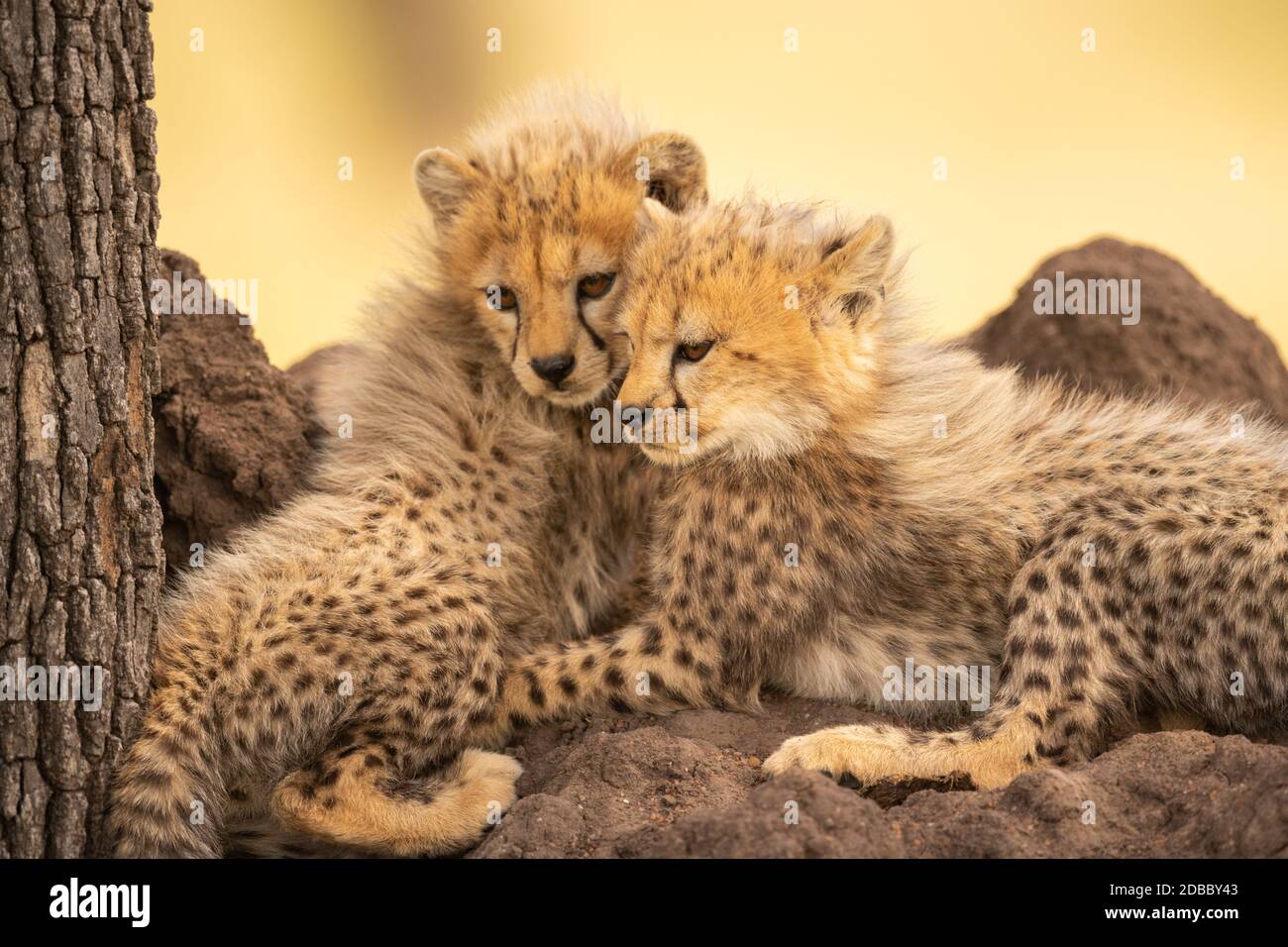 Two cheetah cubs lie together looking down Stock Photo - Alamy