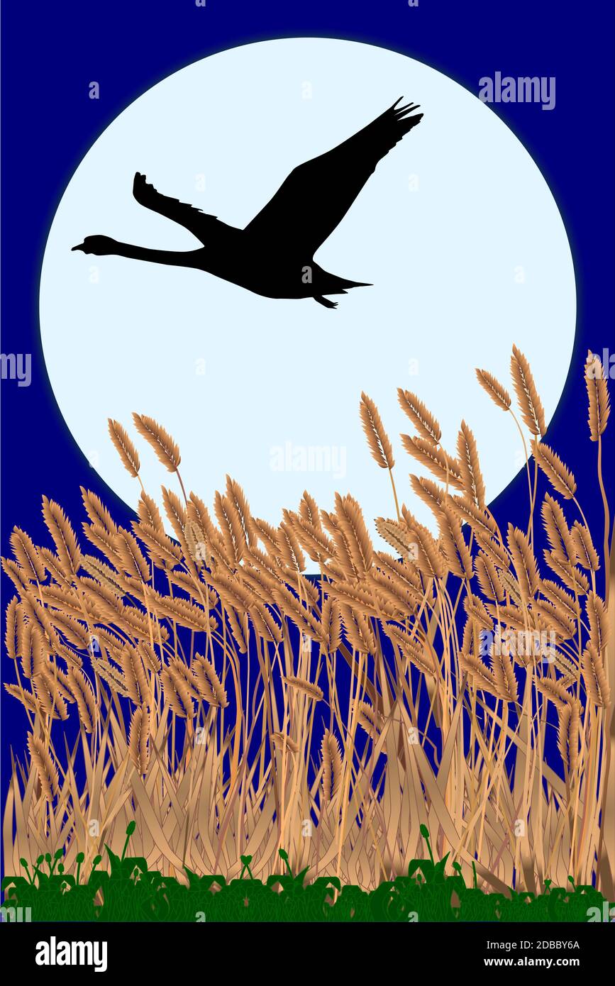 a silouette of a swan flying in front of the full moon and over a field ...