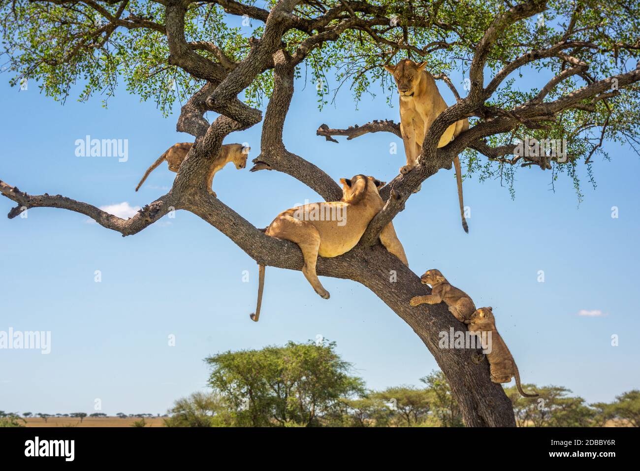 Two lionesses and three cubs in tree Stock Photo - Alamy