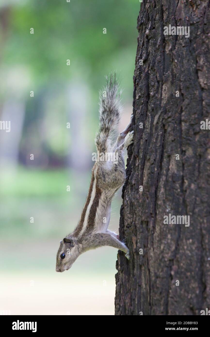 indian squirrel on a tree Stock Photo - Alamy