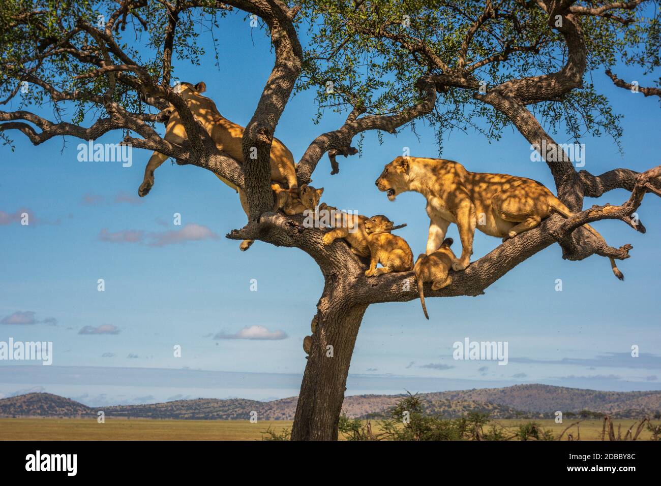Two lionesses and four cubs in tree Stock Photo - Alamy