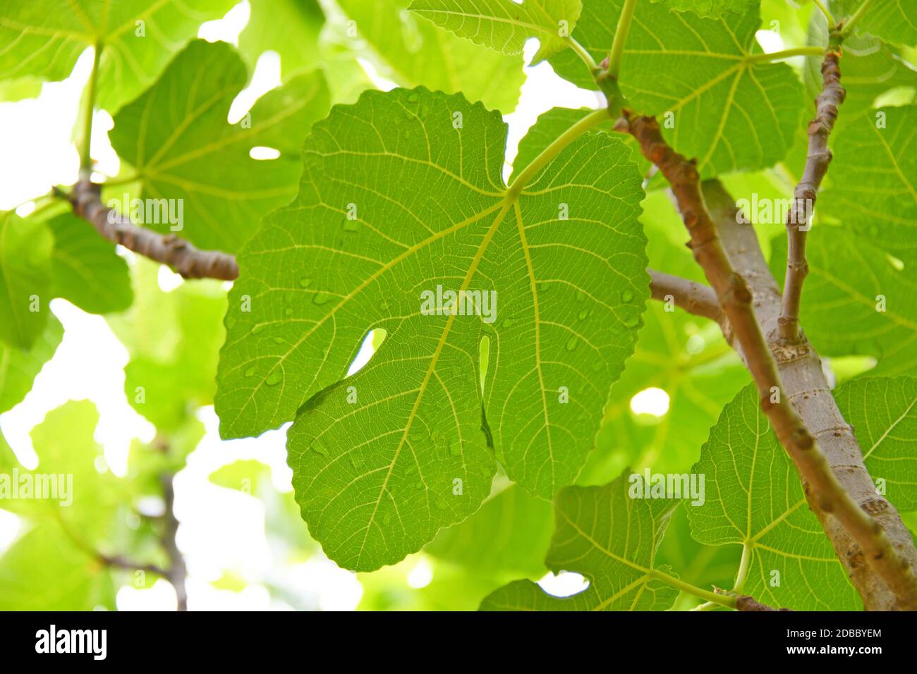 a fresh fig leaf on fig tree, Alicante province, Costa Blanca, Spain ...